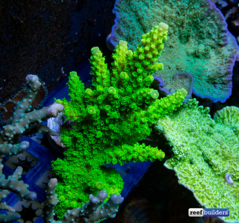 My Favorite Corals: Toxic Green Acropora florida | Reef Builders | The ...