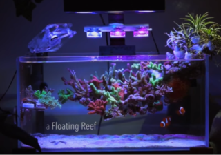 Tag: floating reef | Reef Builders | The Reef and Saltwater Aquarium Blog