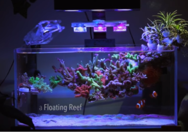 Tag: floating reef | Reef Builders | The Reef and Saltwater Aquarium Blog
