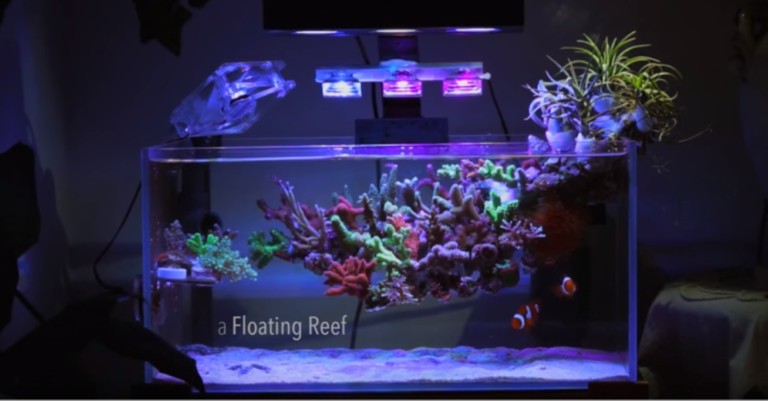 Amazing “floating” Nano Reef video | Reef Builders | The Reef and ...