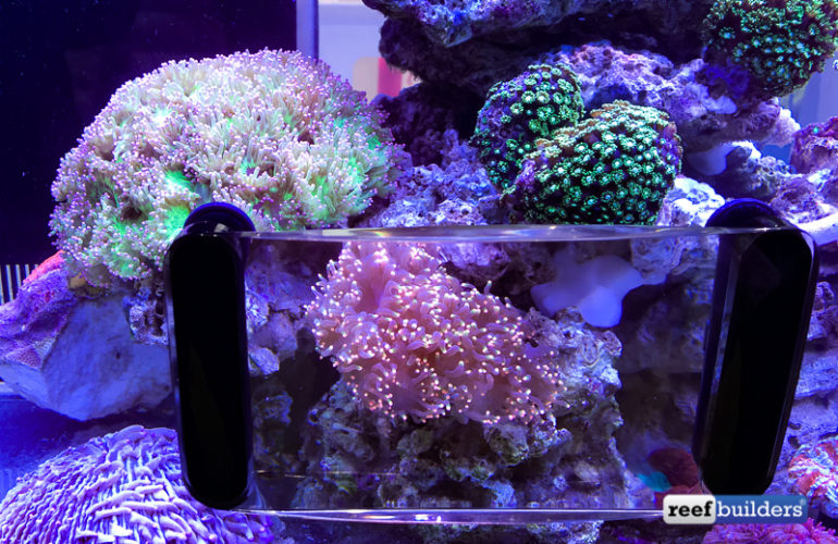 Maxspect Fragnifier Is A Unique Approach To Coral Inspection | Reef ...