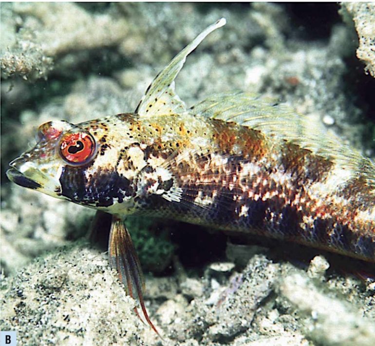 Parapercis altipinnis, a new Sandperch Species Was Discovered in a Fish ...