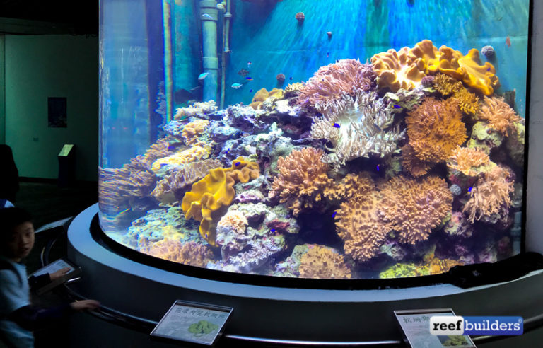 This Huge Soft Coral Reef Tank in Taiwan is Incredible! | Reef Builders ...