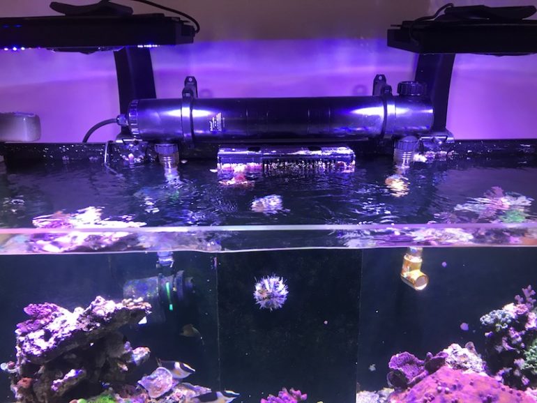 Seizing the Moment and Limiting Regrets | Reef Builders | The Reef and ...