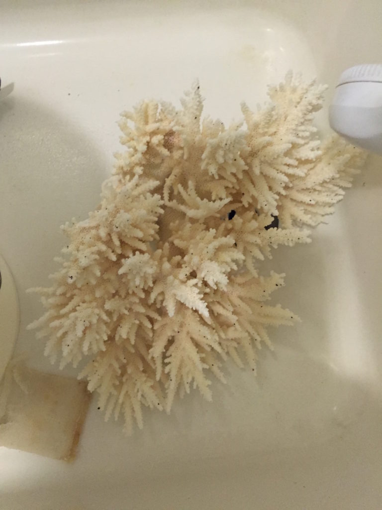 My Corals are Dying: Why? | Reef Builders | The Reef and Saltwater ...