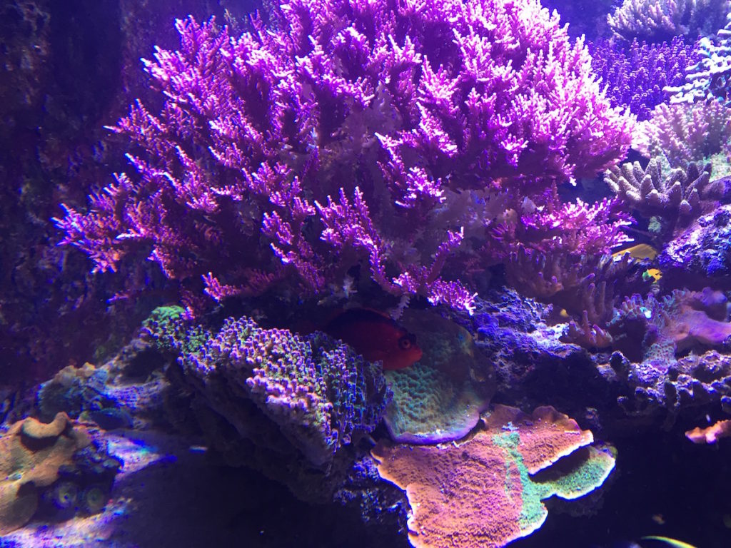 My Corals are Dying: Why? | Reef Builders | The Reef and Saltwater ...