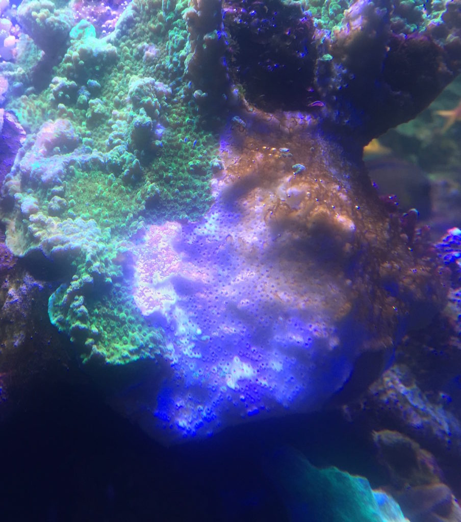 My Corals are Dying: Why? | Reef Builders | The Reef and Saltwater ...