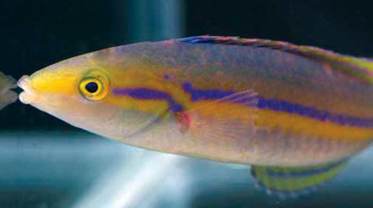 Two Stunning New Species of Pencil Wrasses: Pseudojuloides polynesica ...