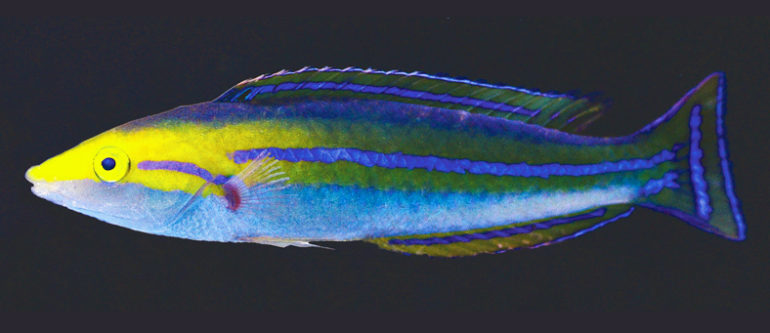 Two Stunning New Species of Pencil Wrasses: Pseudojuloides polynesica ...