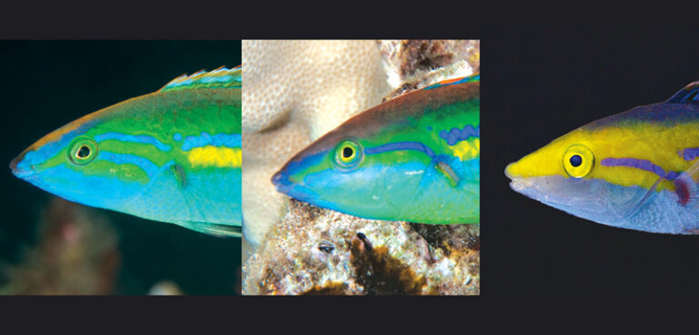 Two Stunning New Species of Pencil Wrasses: Pseudojuloides polynesica ...