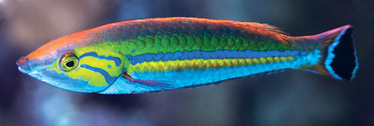 Two Stunning New Species of Pencil Wrasses: Pseudojuloides polynesica ...