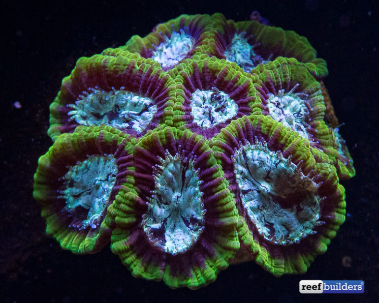 These Awesome ‘Micromussa’ Are Not Like The Others | Reef Builders ...