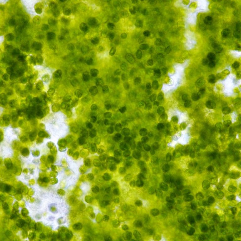 Assessor randalli is a seldom seen, virtually unknown member of the ...