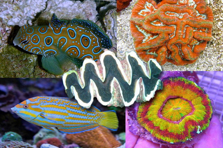 Five Reef Critters That Come ONLY From Western Australia | Reef ...