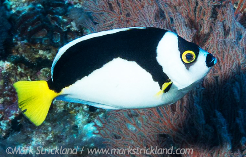 Gorgeous New Closeup Photo of the Mythical Ballina Angelfish | Reef ...