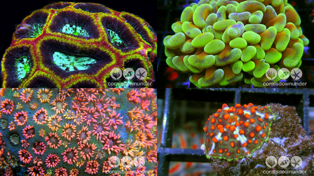 Corals Down Under Teases a Fresh Crop of Interesting Corals | Reef ...
