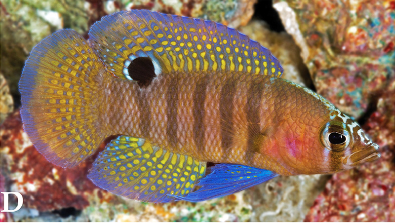 Lipogramma schrieri & L. barrettorum, two new species of Caribbean ...