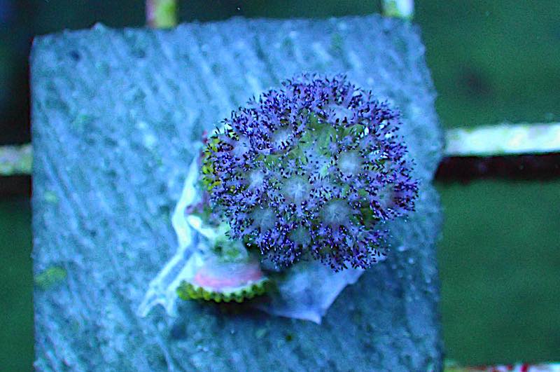 Star Spike Coral Is An Incredibly Neat Nano Soft Coral | Reef Builders ...