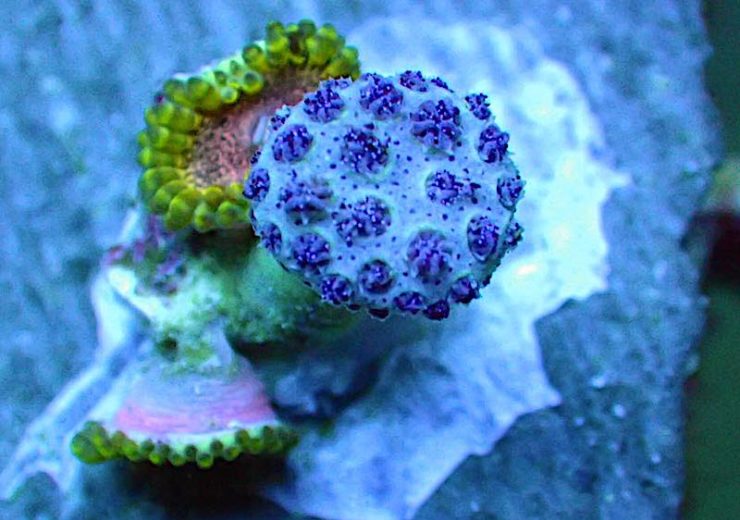Star Spike Coral Is An Incredibly Neat Nano Soft Coral | Reef Builders ...