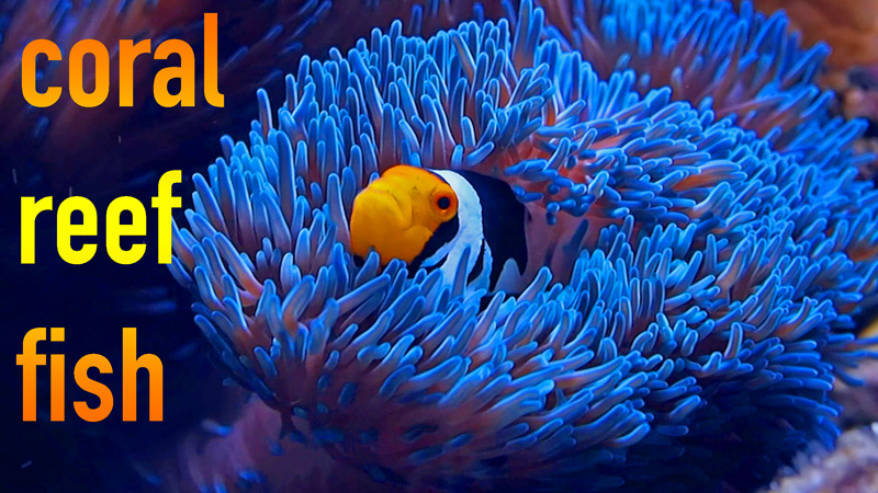 Video Recap of our best 2017 YouTube Highlights | Reef Builders | The ...