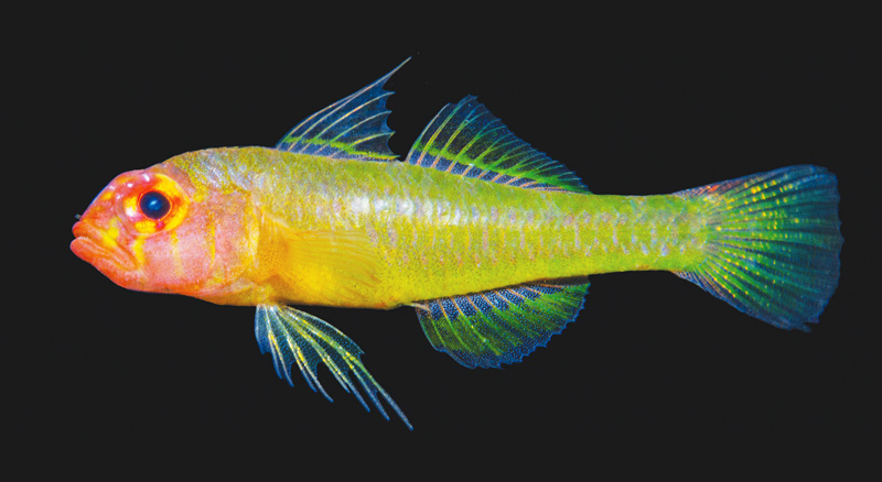 Trimma hamartium, the Mistaken Pygmy Goby is the newest species from ...