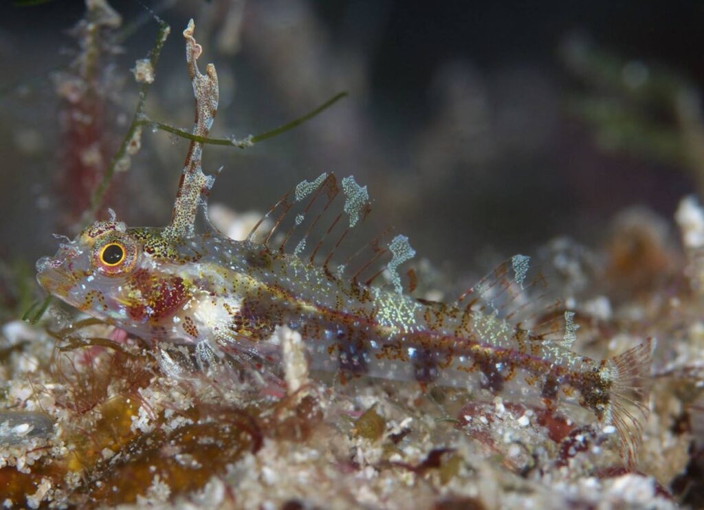 Japan has a New Species of Deepwater Triplefin | Reef Builders | The ...