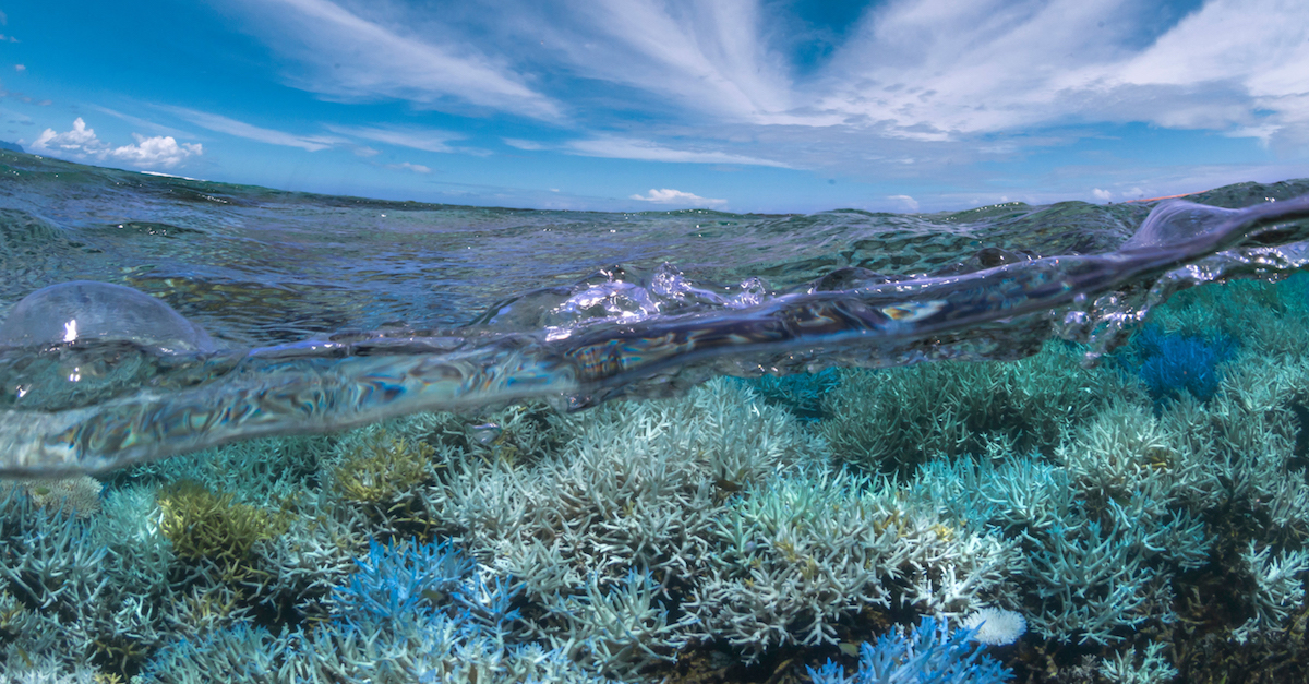 Coral Image Bank Created To Celebrate International Year Of Reef 2018 ...