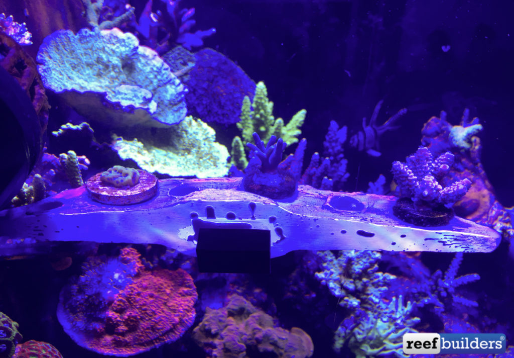 Ocean Wonders MAG Rock 6.0 Ceramic Frag Rack | Reef Builders | The Reef ...