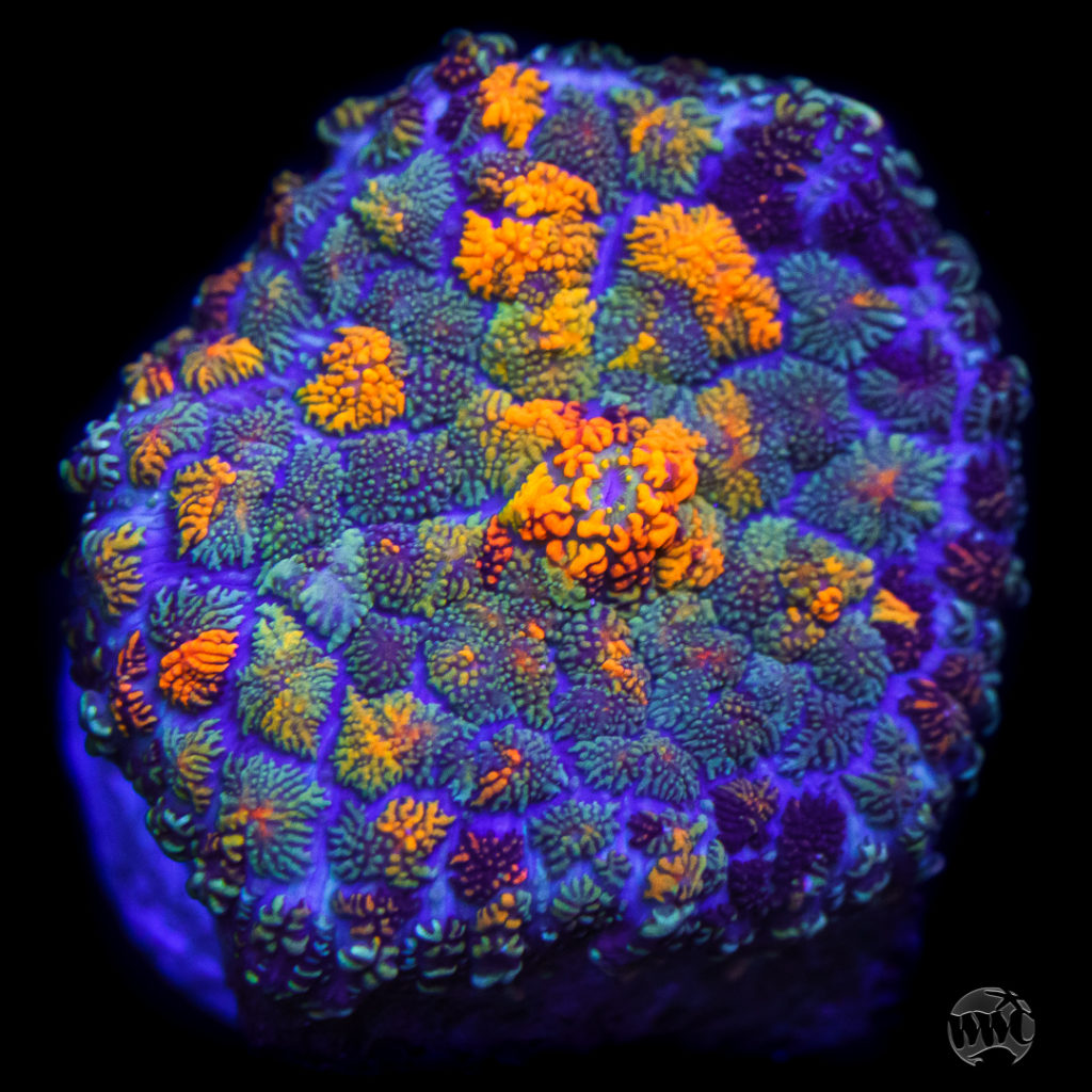 Fast Growing Corals To Quickly Fill Your Saltwater Aquarium | Reef ...