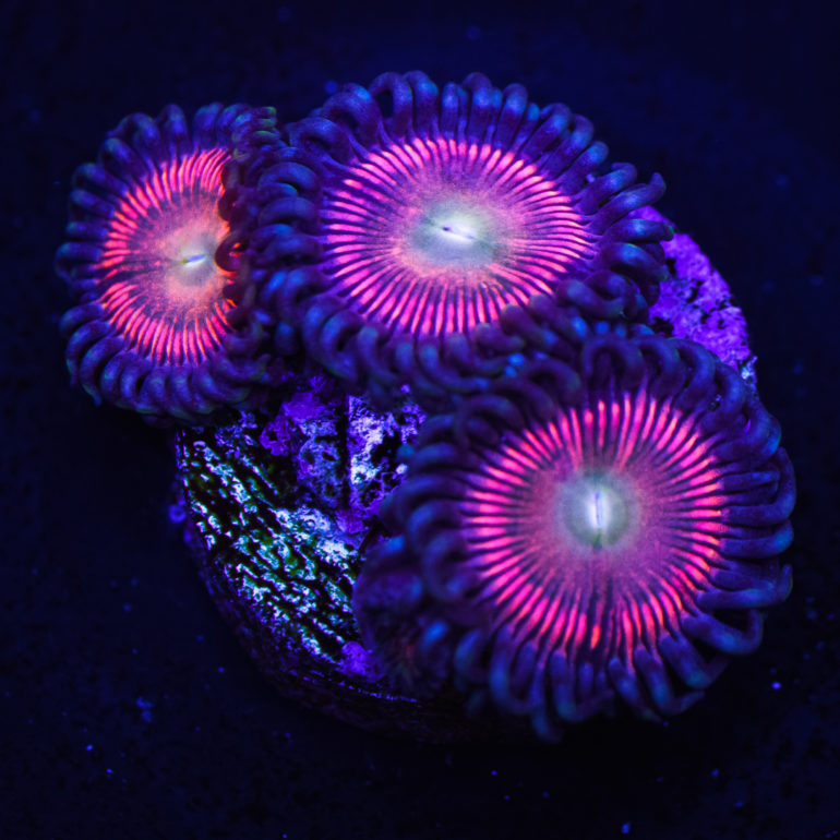 Fast Growing Corals To Quickly Fill Your Saltwater Aquarium | Reef ...