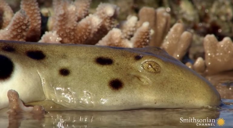 Epaulette Shark Hunting Exposed Reef at Low Tide [Video] | Reef ...