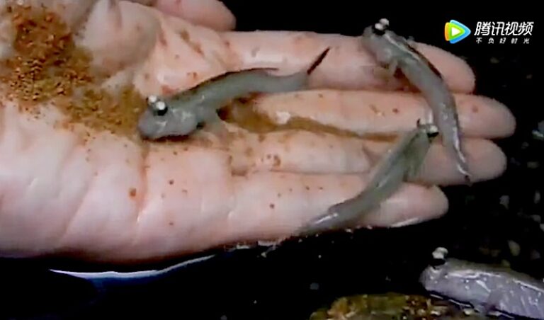 This Guy Trained Mudskippers to Eat From His Hand! | Reef Builders ...