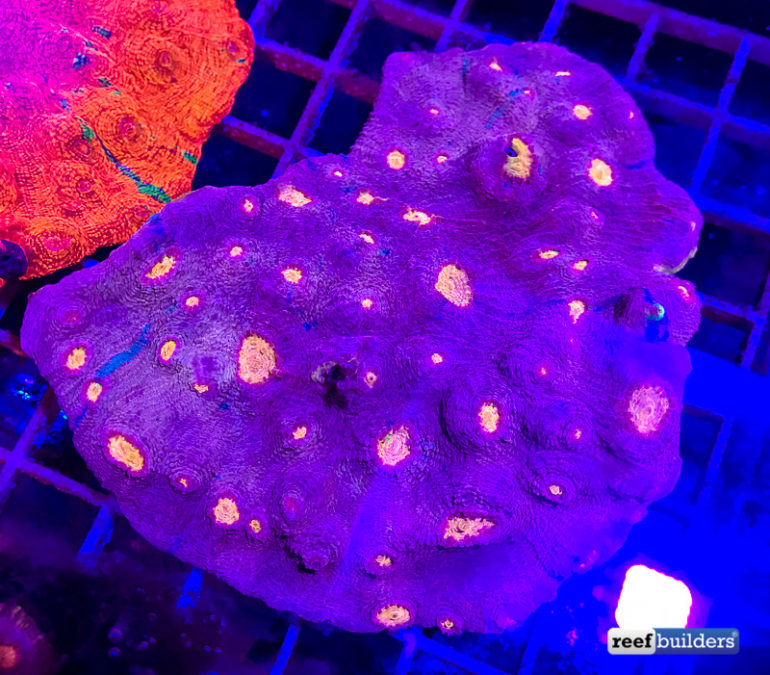 Rainbow Chalice Motherlode Part 2 | Reef Builders | The Reef and ...