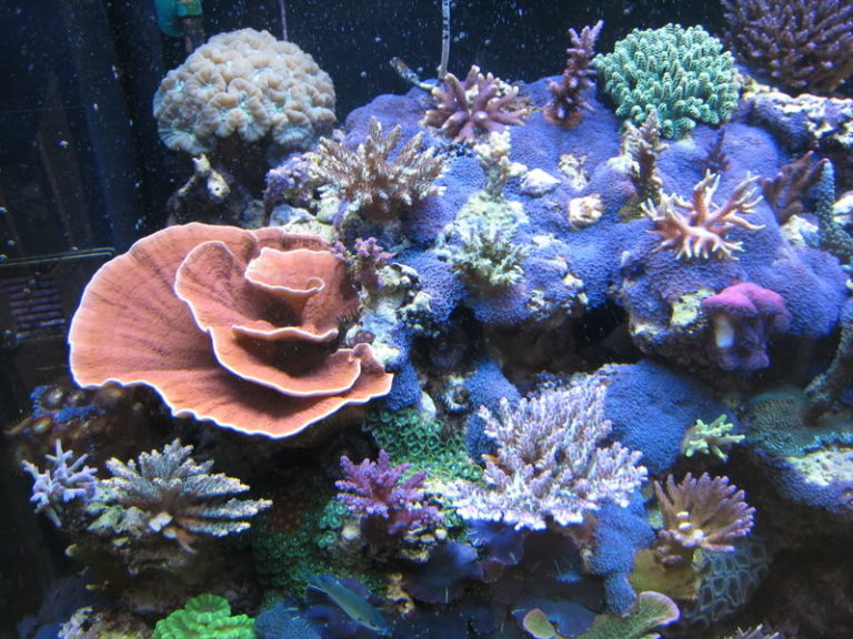 STOP Adding Blue Polyps to your Reef Tank! | Reef Builders | The Reef ...