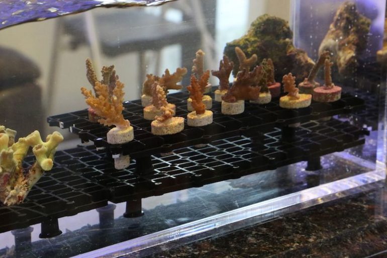 SnappGrid by Innovative Marine is the Easy Way to Organize Frags | Reef ...