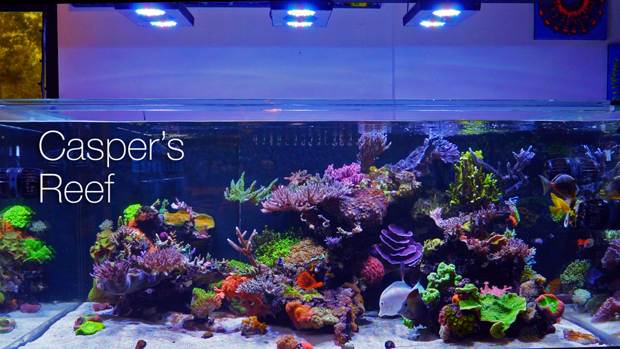 Casper’s Reef at Worldwide Corals [Video] | Reef Builders | The Reef ...