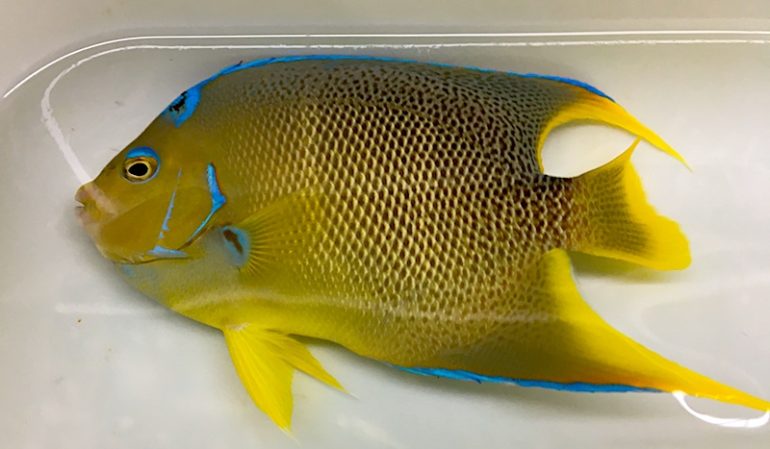 The ‘First’ Hybrid Angelfish, Holacanthus townsendi | Reef Builders ...