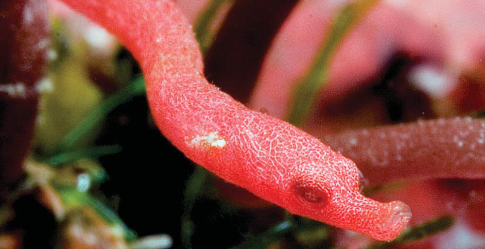 Festucalex rufus is the Freakiest Little Pipefish Ever! | Reef Builders ...