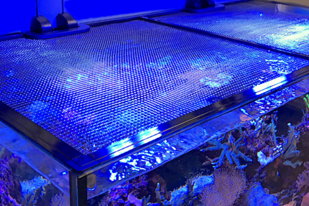 Tag: glass top | Reef Builders | The Reef and Saltwater Aquarium Blog