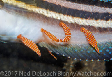 More Colorful Marine Leeches on a Blenny | Reef Builders | The Reef and ...