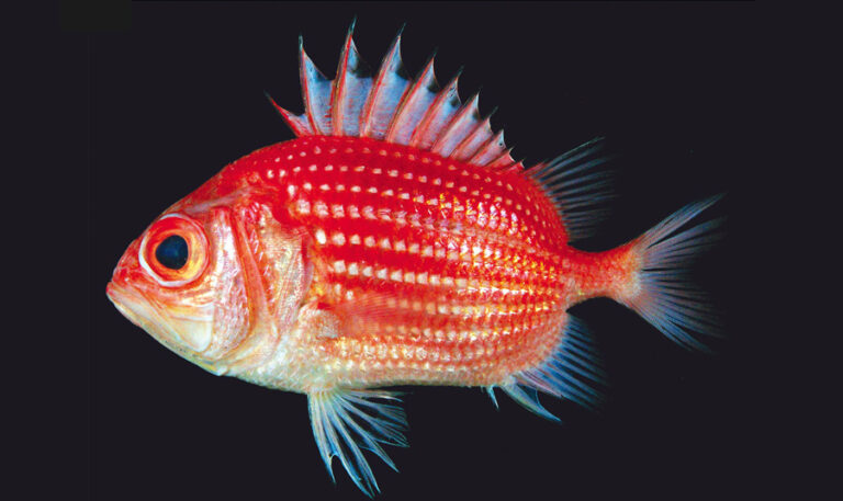 Ostichthys alamai, a New Species of Highfin Soldierfish from Japan ...