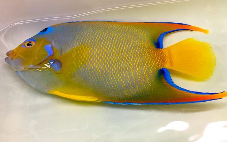 The ‘First’ Hybrid Angelfish, Holacanthus townsendi | Reef Builders ...