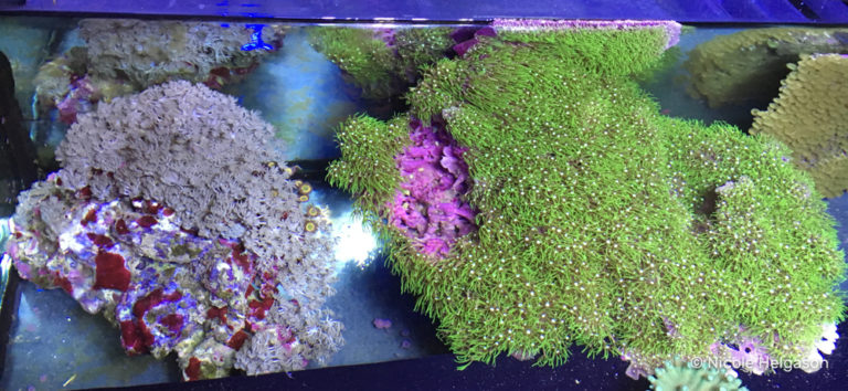 Fast Growing Corals To Quickly Fill Your Saltwater Aquarium | Reef ...