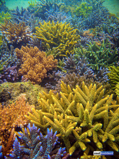 When Coral Farms Become Coral Reefs | Reef Builders | The Reef and ...