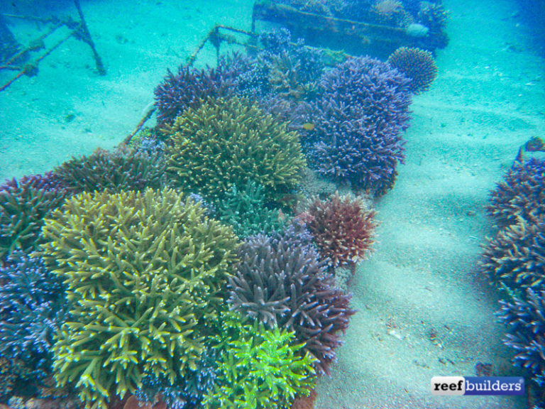 When Coral Farms Become Coral Reefs | Reef Builders | The Reef and ...