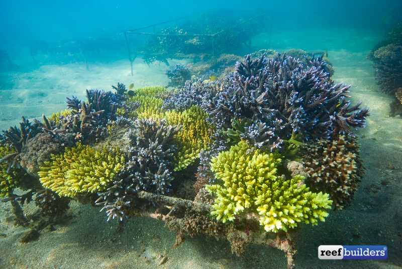 Reef-Friendly Resolutions for 2014 | Reef Builders | The Reef and ...