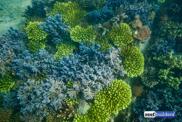 When Coral Farms Become Coral Reefs | Reef Builders | The Reef and ...