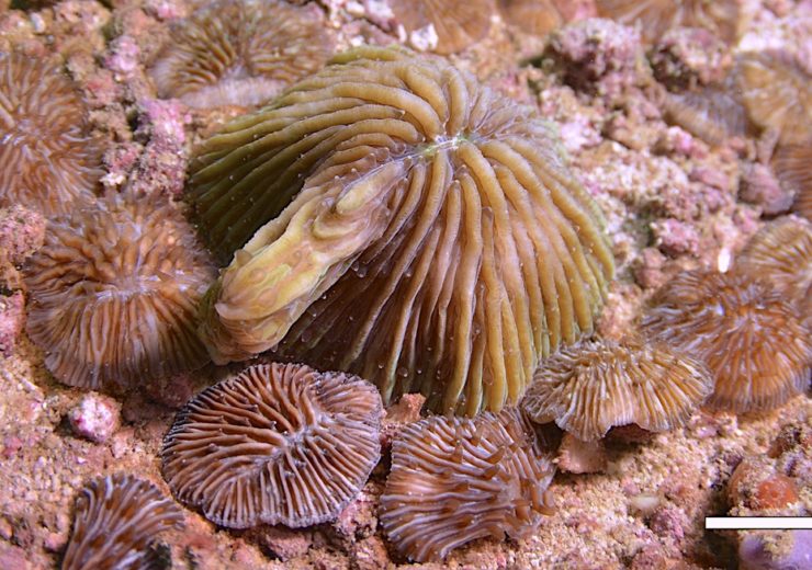 Tag: Cycloseris curvata | Reef Builders | The Reef and Saltwater ...