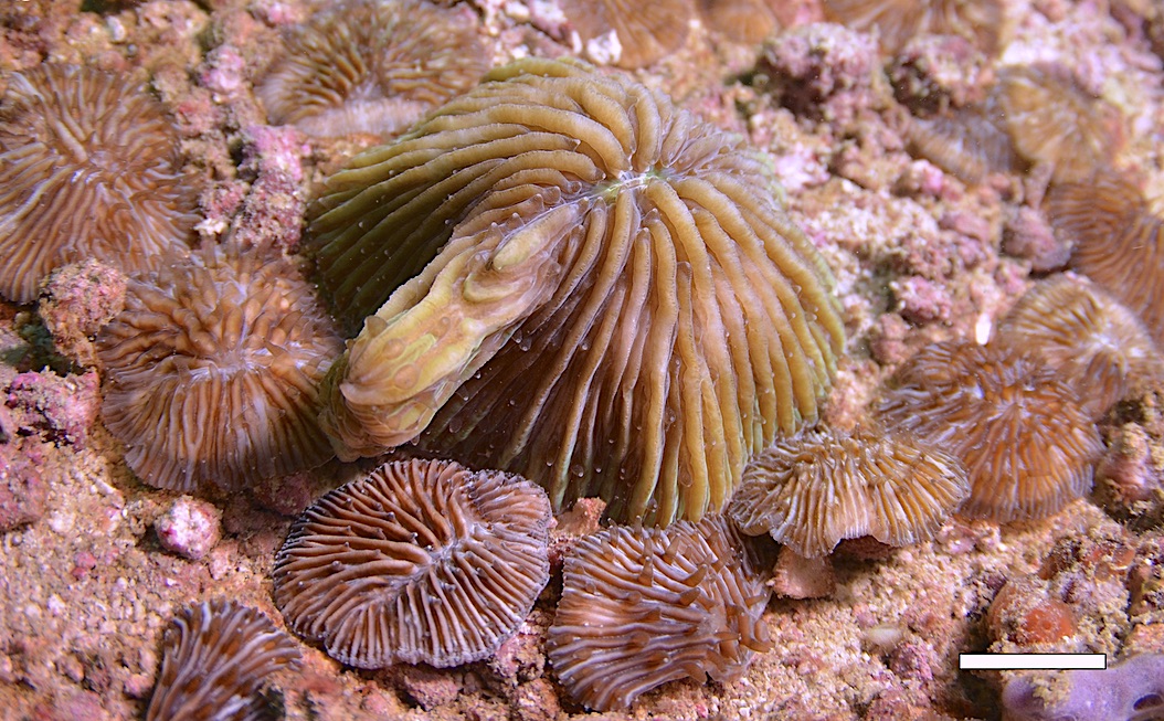 This Persian Gulf Reef is Home to 400 Million Cycloseris! | Reef ...