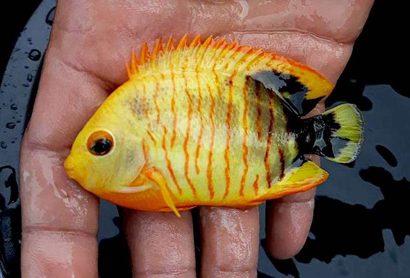 Incredible Xanthic Eibl’s Angelfish Appears in Hong Kong | Reef ...